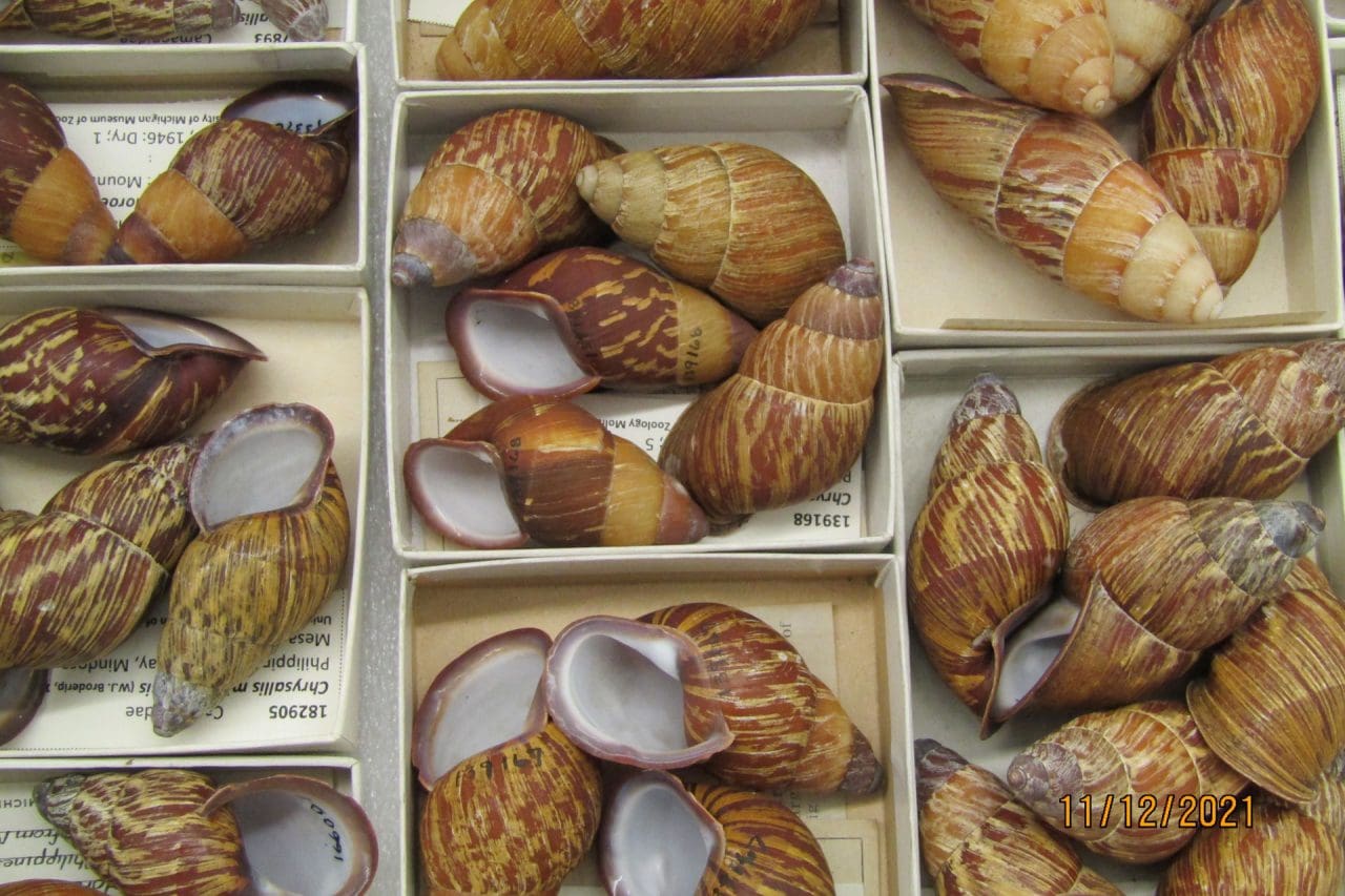 The Philippine Collections - ReConnect/ReCollect